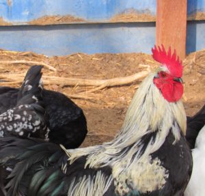 They're Back... Isbar (Silverudd's Blue) chickens at Sunbird Farms ...