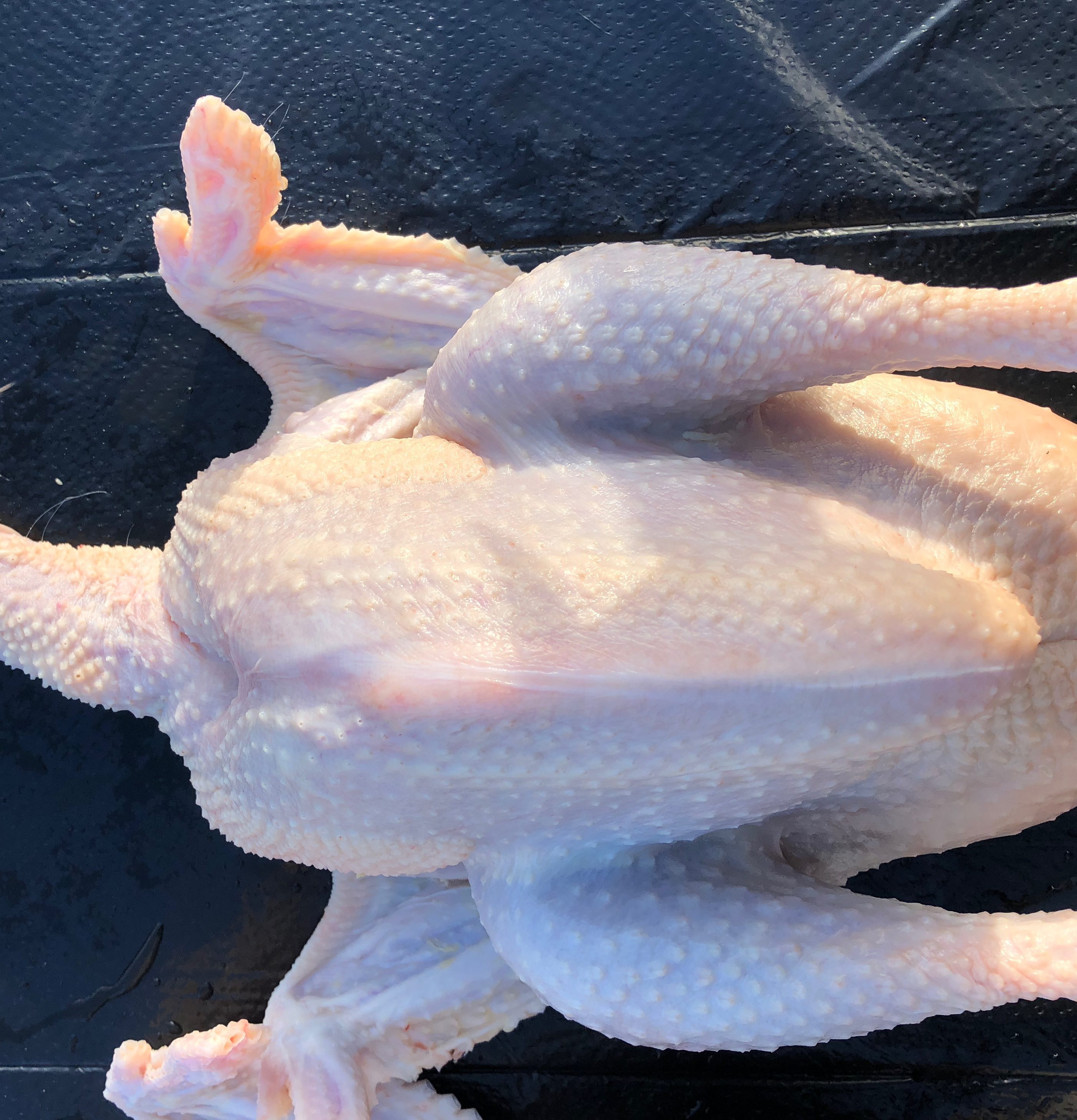The Ixworth chicken; This famous-for-flavor British bird is looking grand!